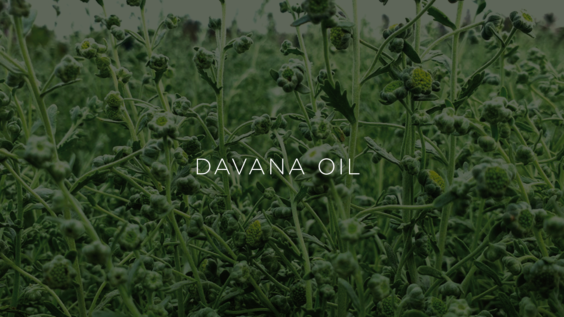 Davana Oil | Davana Oil Manufacturer
